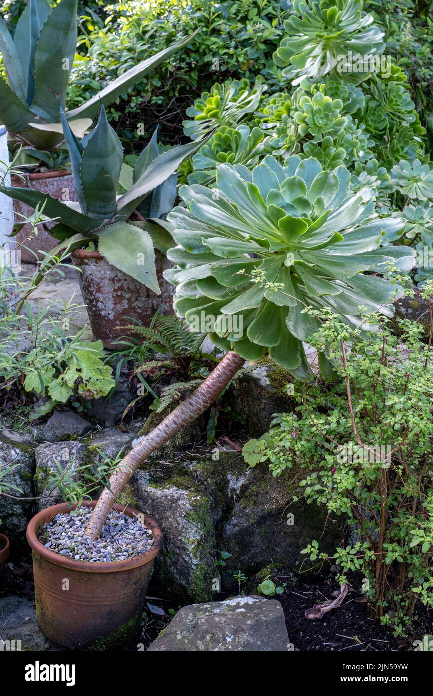 Aeonium in pot, Cornish garden Stock Photo - Alamy