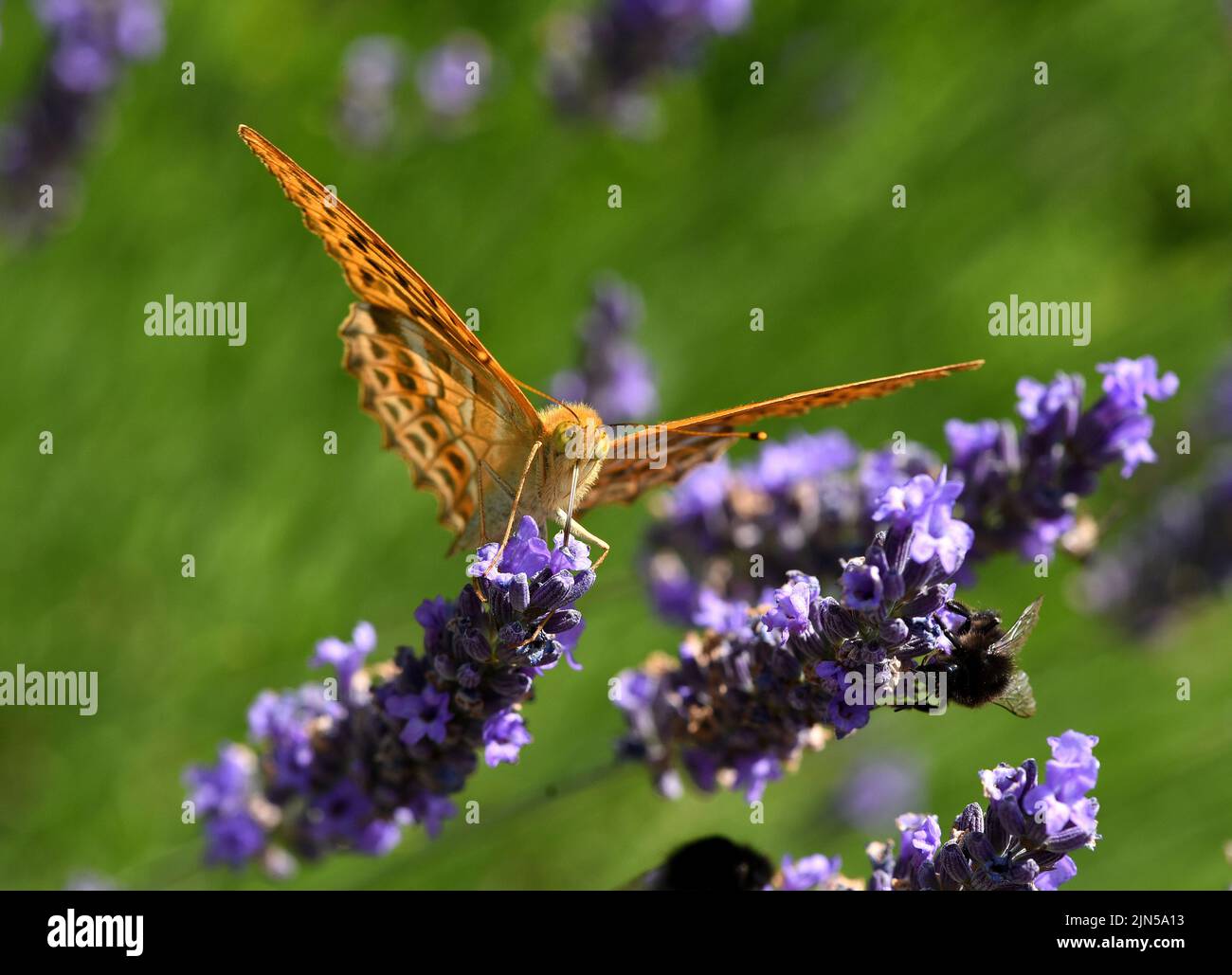 Kaisermantel, Argynnis paphia gehoert zu den Edel- Schmetterlingen und ...
