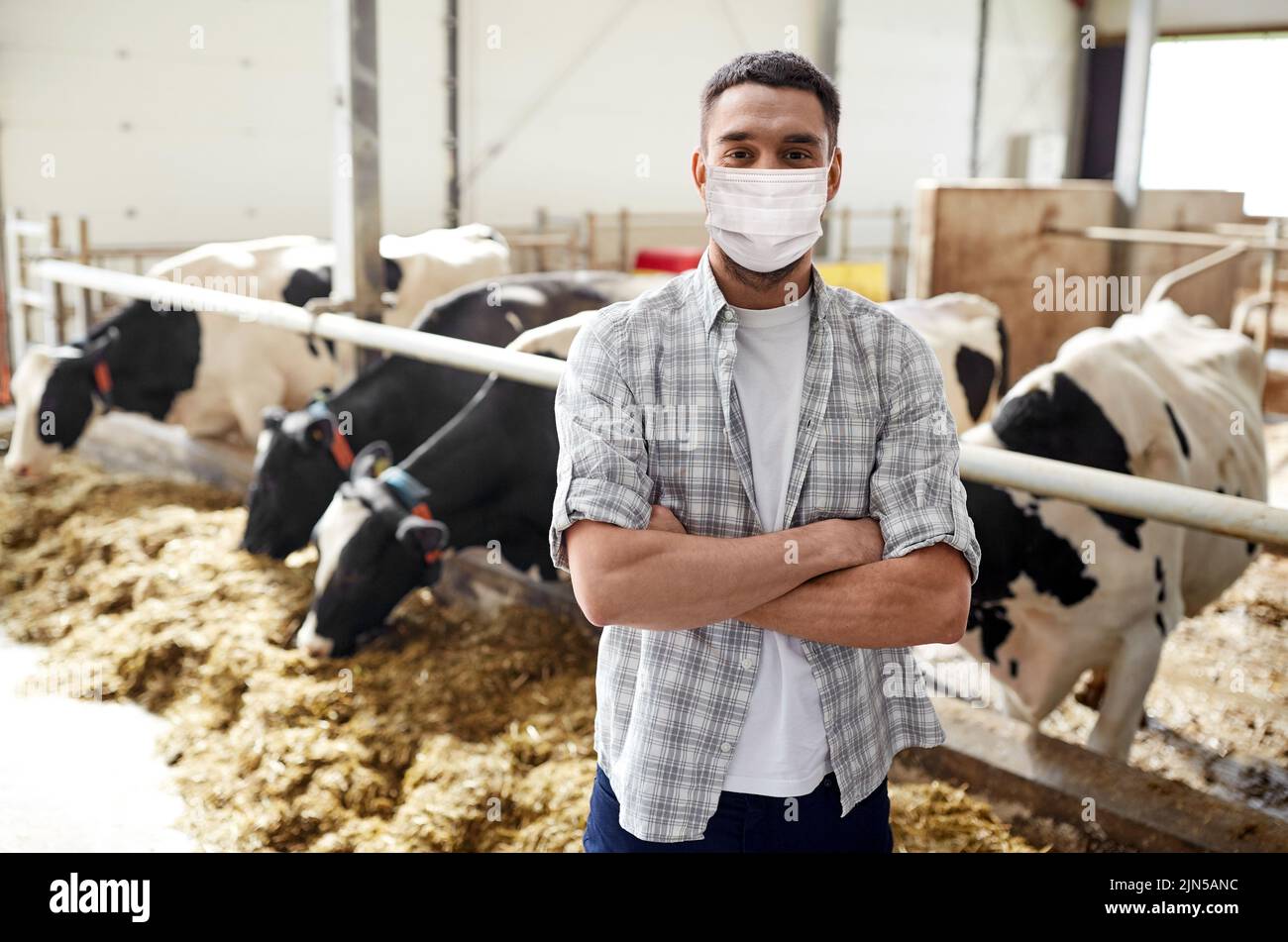 male farmer in mask with cows on dairy farm Stock Photo - Alamy