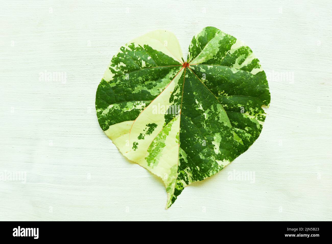 hibiscus tiliaceus leaf or waru varigata isolated on white background ...