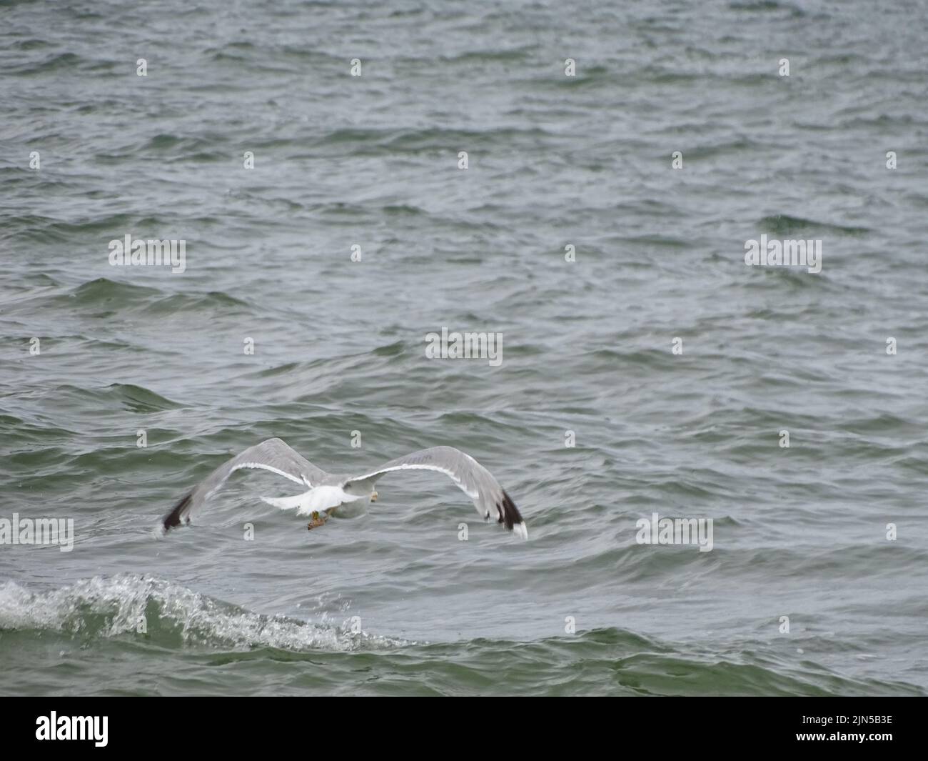 A scenic view of a seagull flying above an ocean in daylight Stock ...