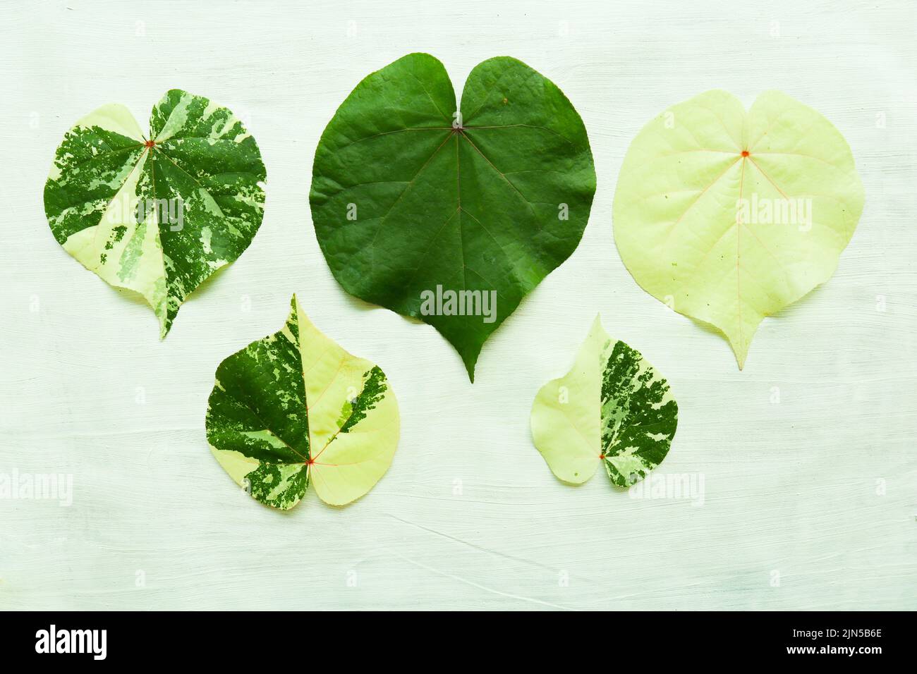 hibiscus tiliaceus leaf or waru varigata isolated on white background ...