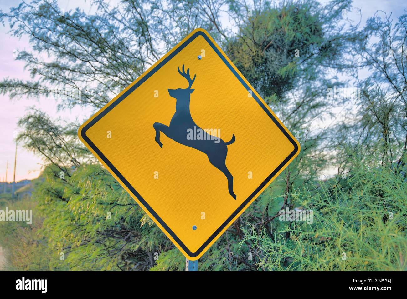 Diagonal yellow deer crossing sign warning at Tucson, Arizona. Close-up ...