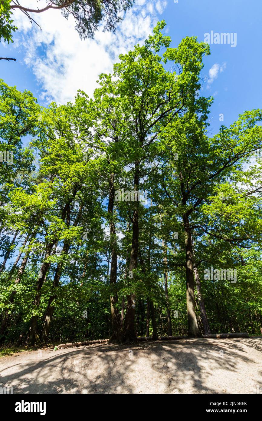 Young common oak (Quercus robur) growing in the forest of Sopron ...