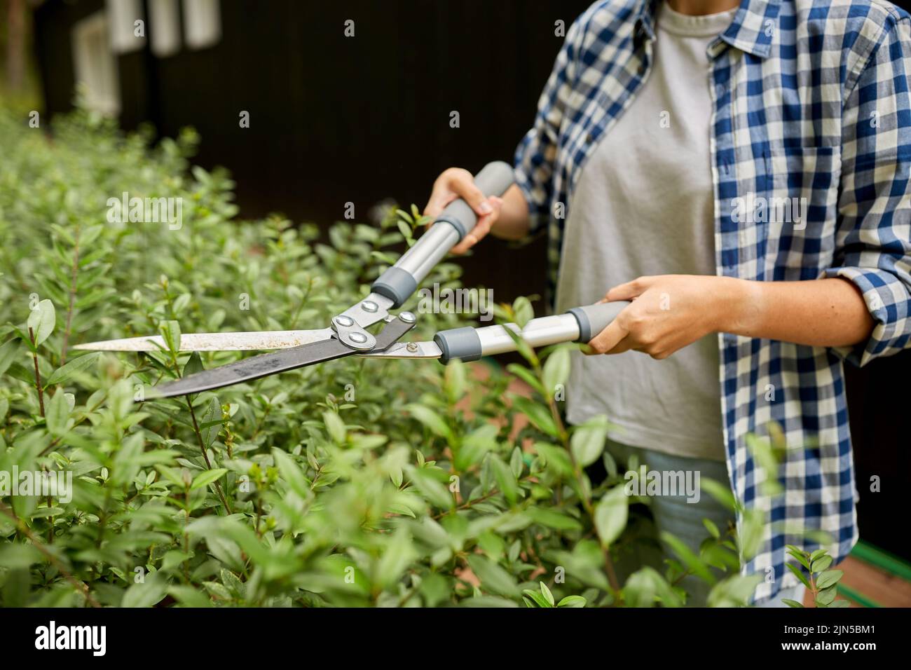 woman with pruner cutting branches at garden Stock Photo - Alamy