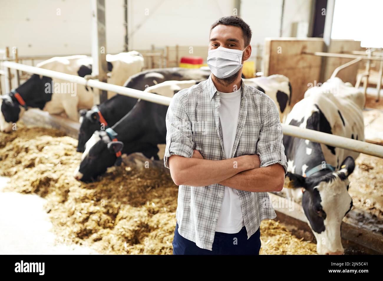 male farmer in mask with cows on dairy farm Stock Photo - Alamy