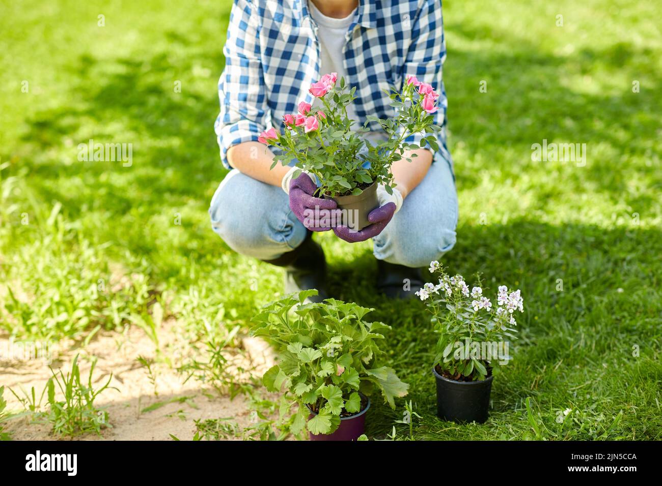 woman planting rose flowers at summer garden Stock Photo - Alamy