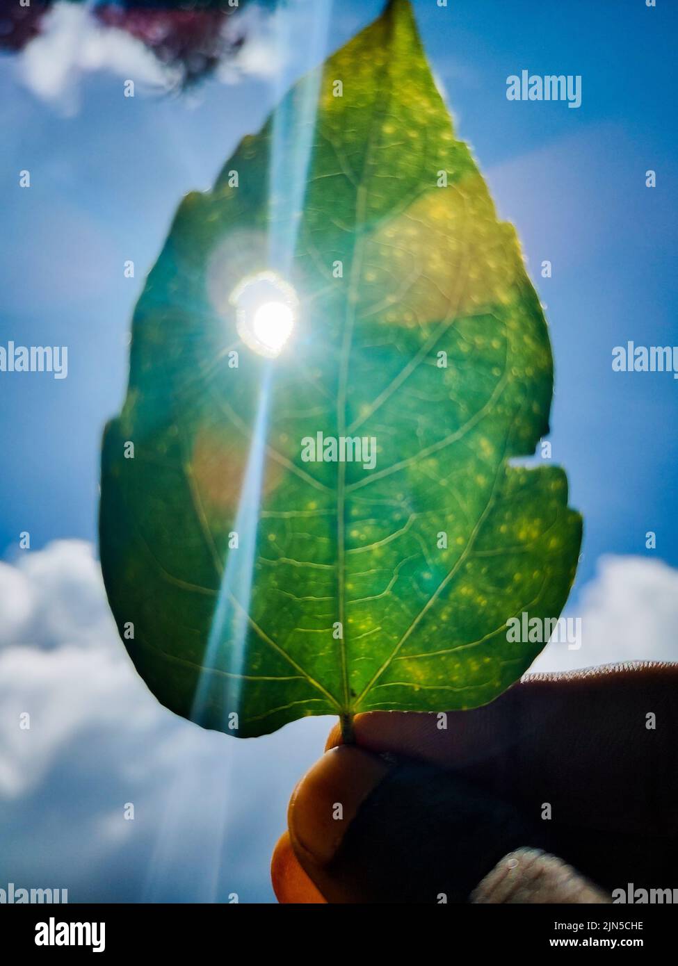 A leaf of flower towards the sky.The sun is shining from inside hole of ...
