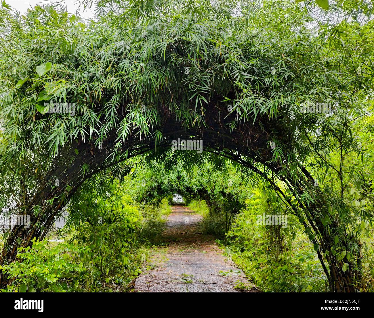 Bamboo made corridor in a park in Tripura. Small bamboos are stick-ed ...