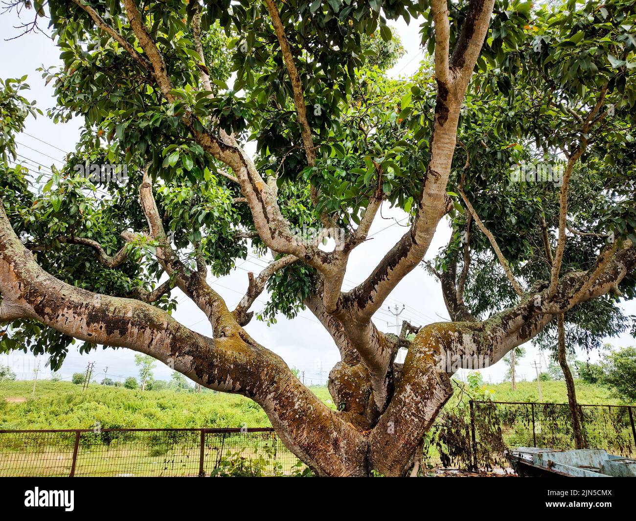 A Banyan tree at roadside. The tree is spread its branches wide to ...