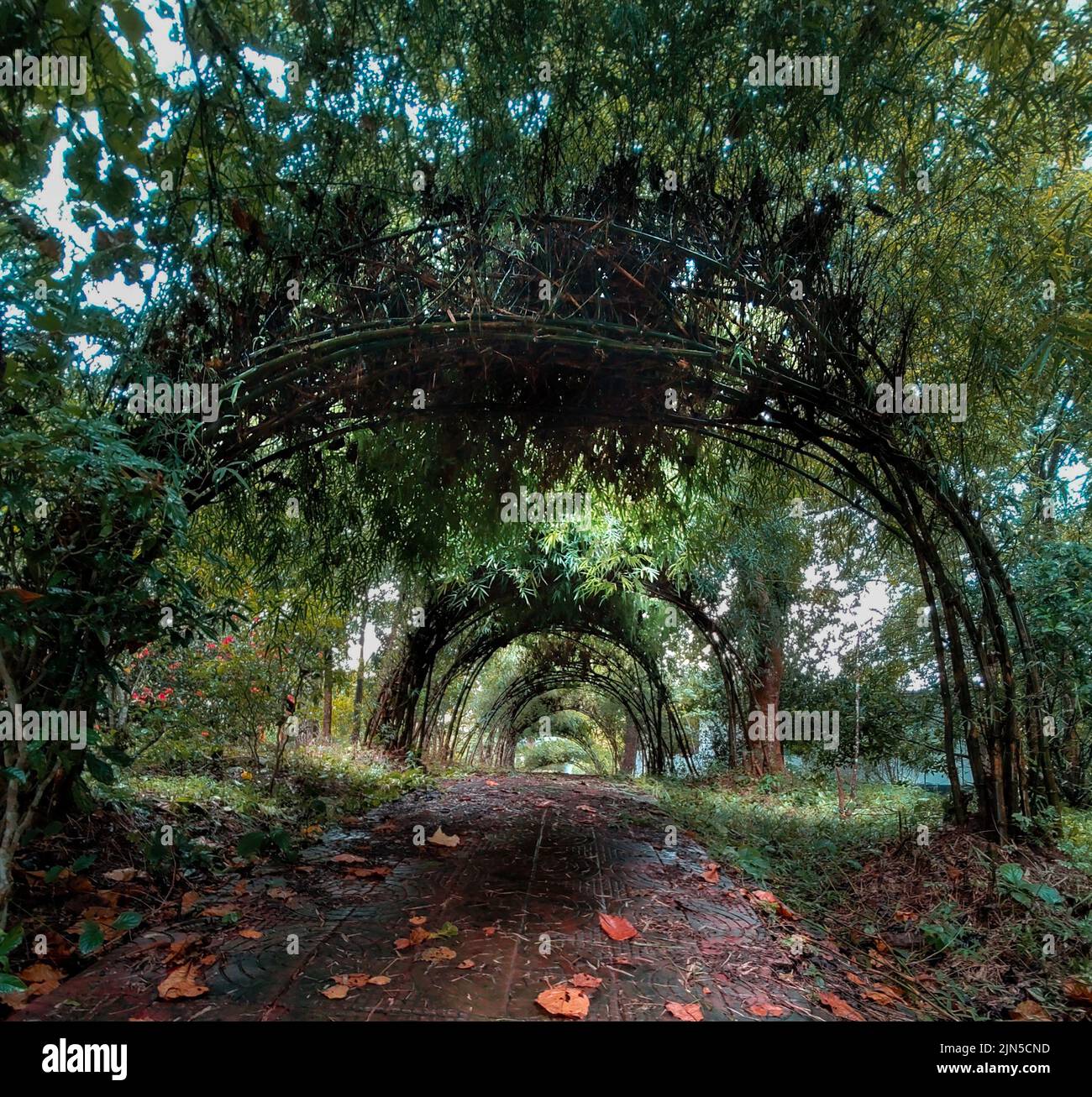 Bamboo made corridor in a park in Tripura. Small bamboos are stick-ed ...