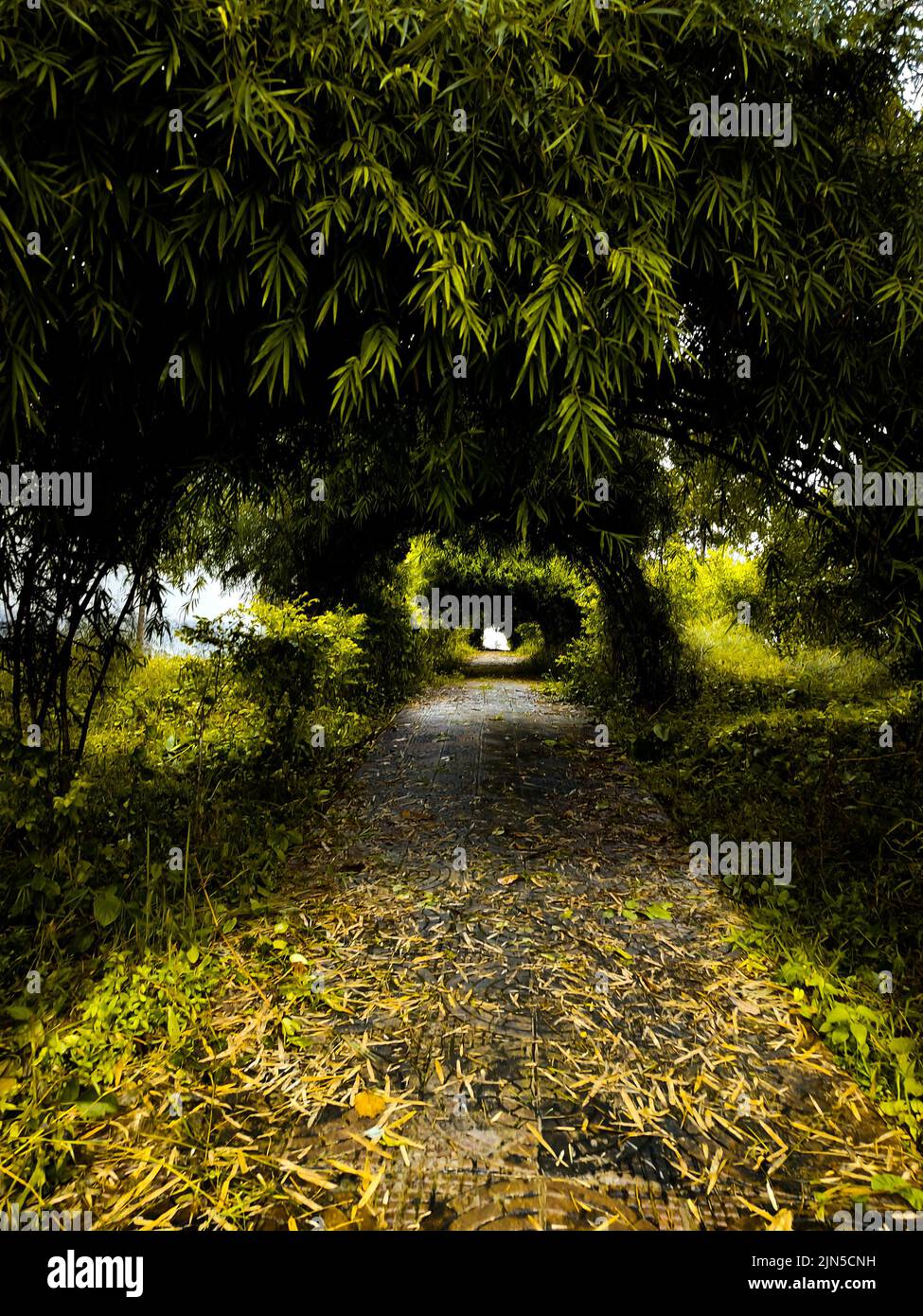 Bamboo made corridor in a park in Tripura. Small bamboos are stick-ed ...