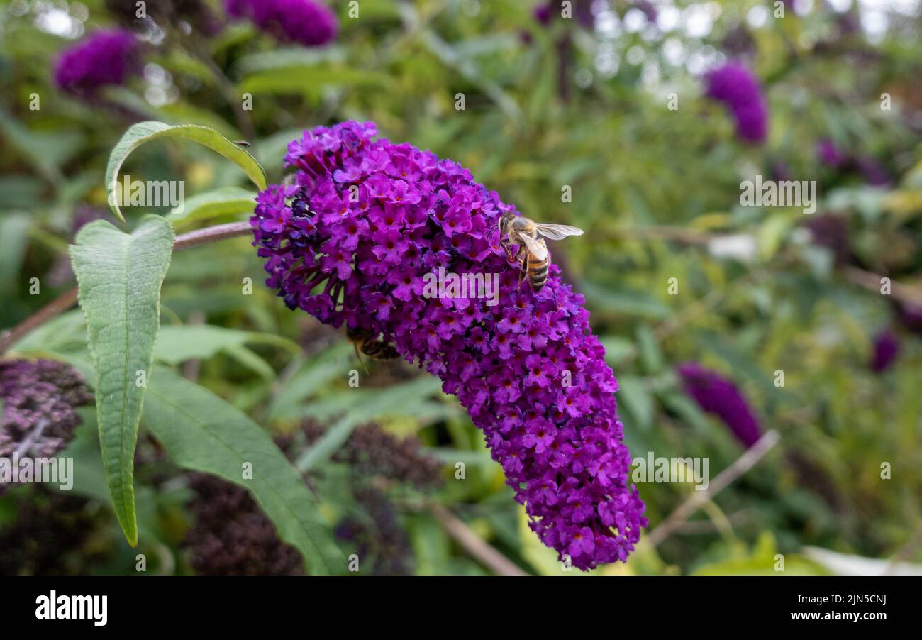 Bee landing on a buddleia plant and gathering nectar and pollen in the ...