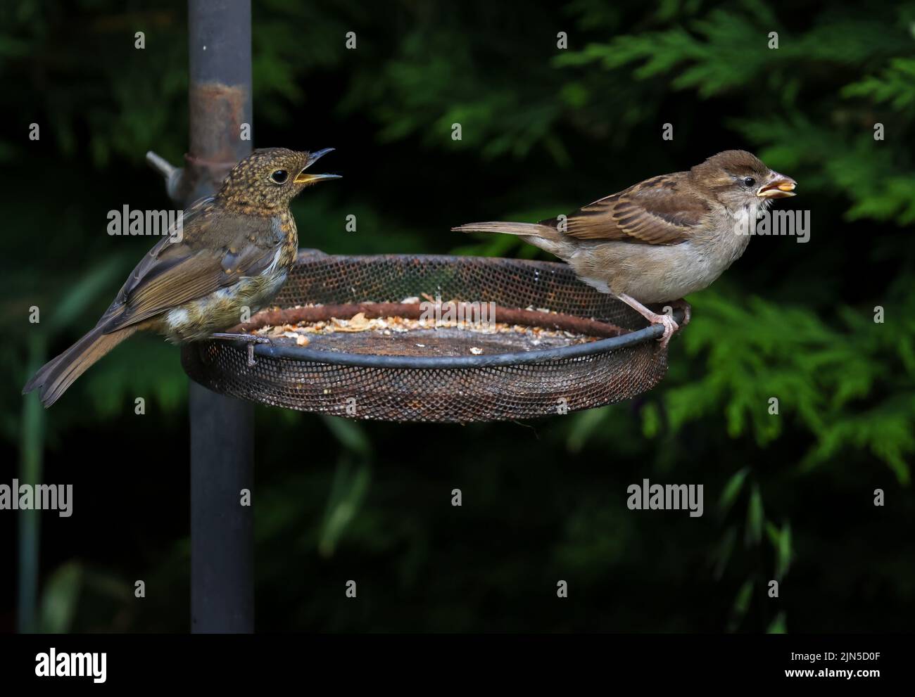 Baby robin squawks at young house sparrow who has taken food from ...
