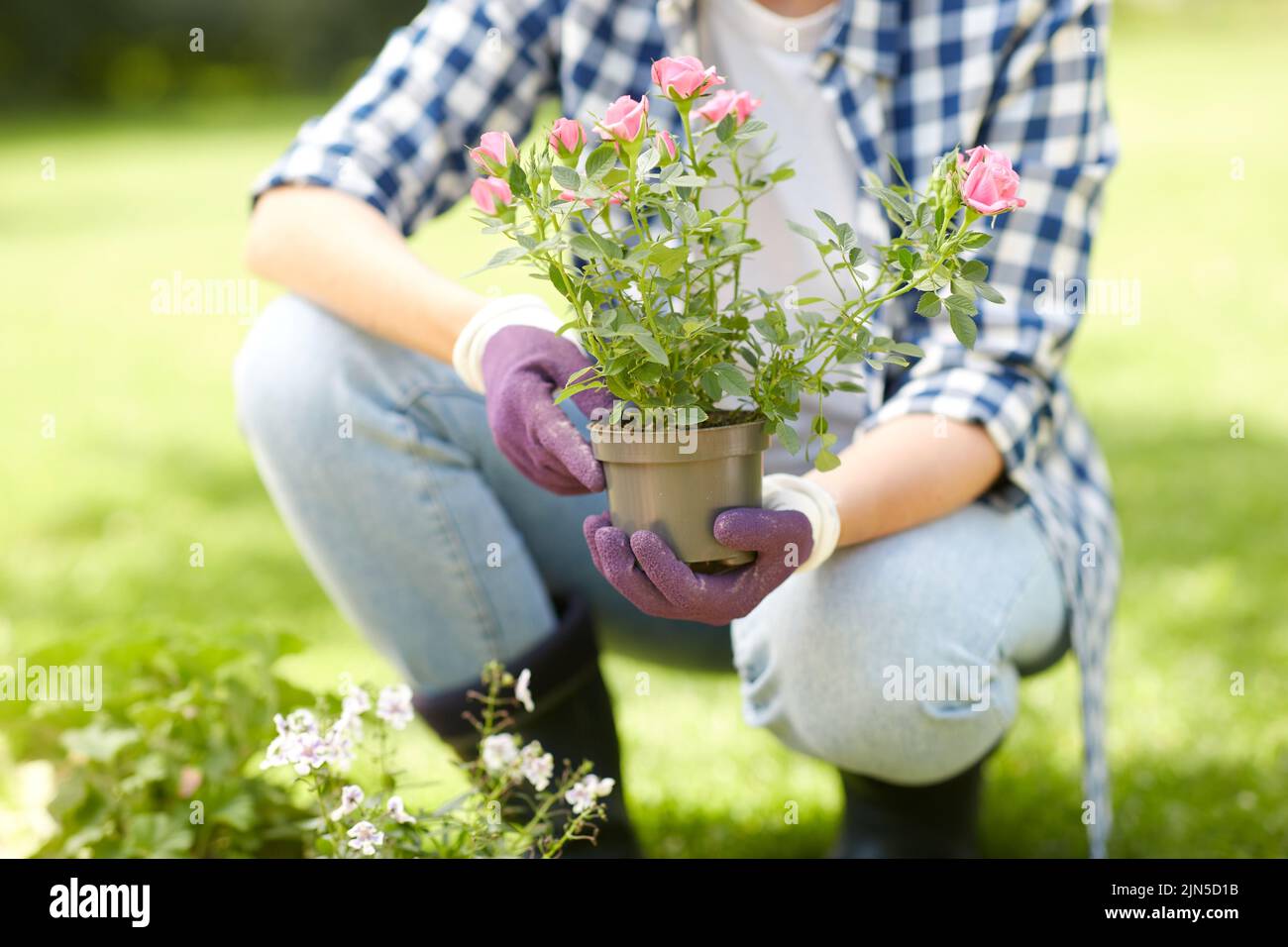 woman planting rose flowers at summer garden Stock Photo - Alamy