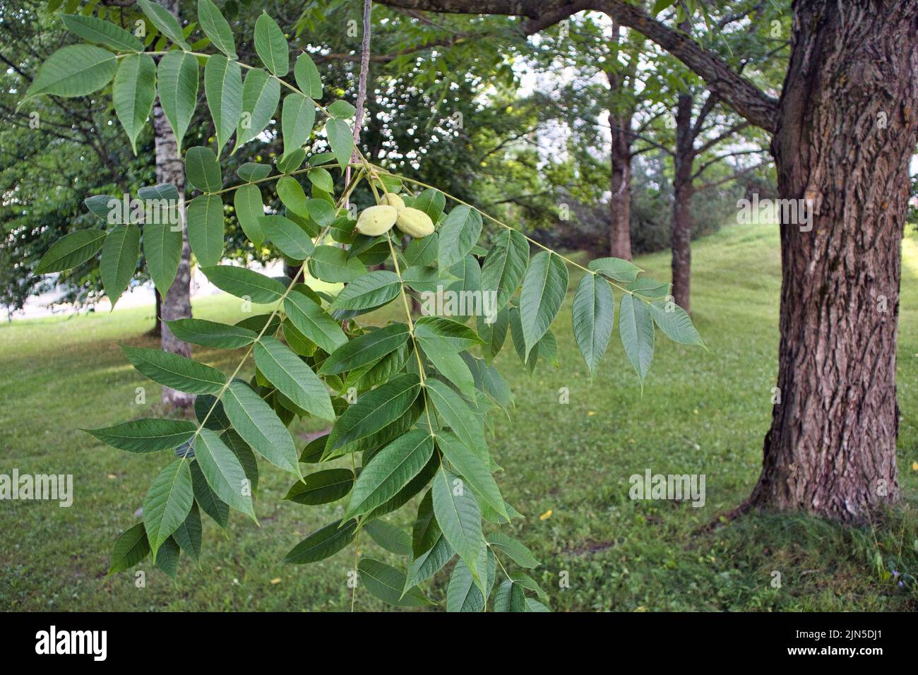 Juglans cinerea, butternut Stock Photo - Alamy