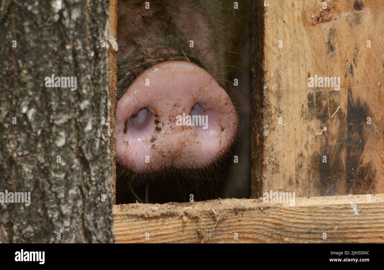 a pig snout behind wooden bars on a farm Stock Photo - Alamy