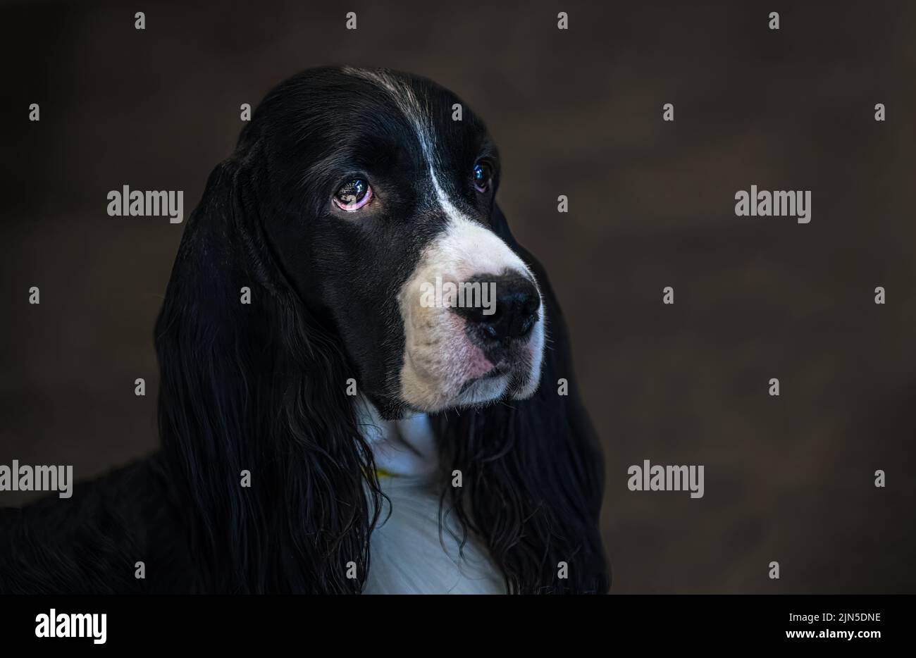 A beautiful portrait of a black and white springer spaniel head on a ...