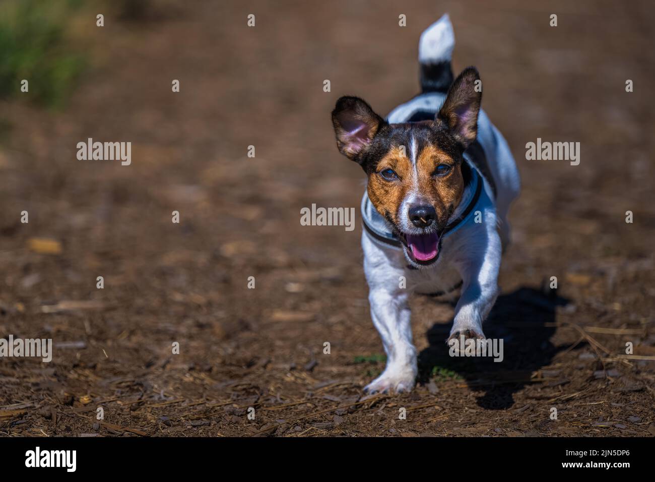 A closeup shot of a multi colored jack Russell terrier running down a ...