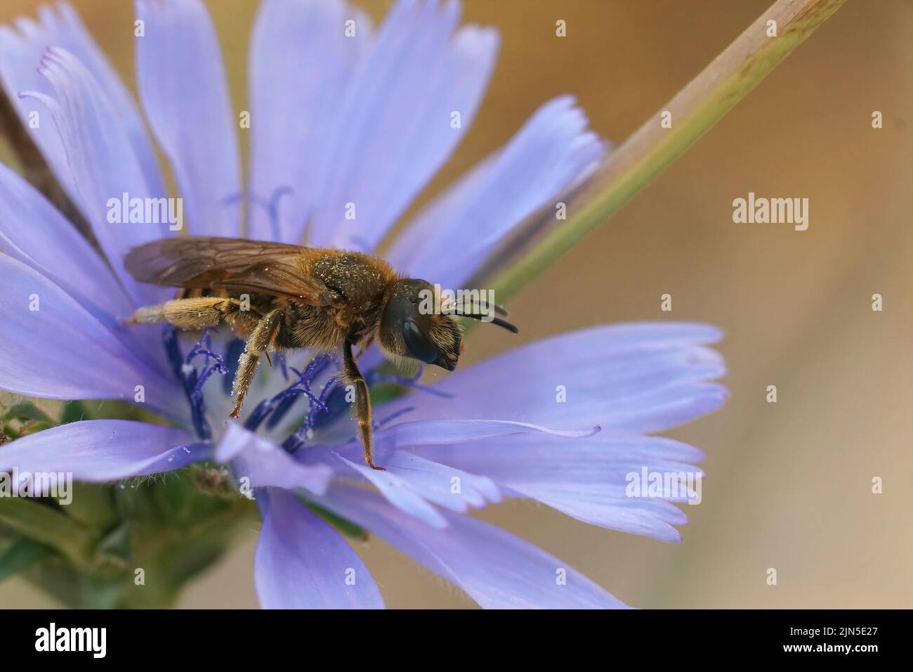 Detailed colorful coseup on a female great banded furrow-bee, Halictus ...