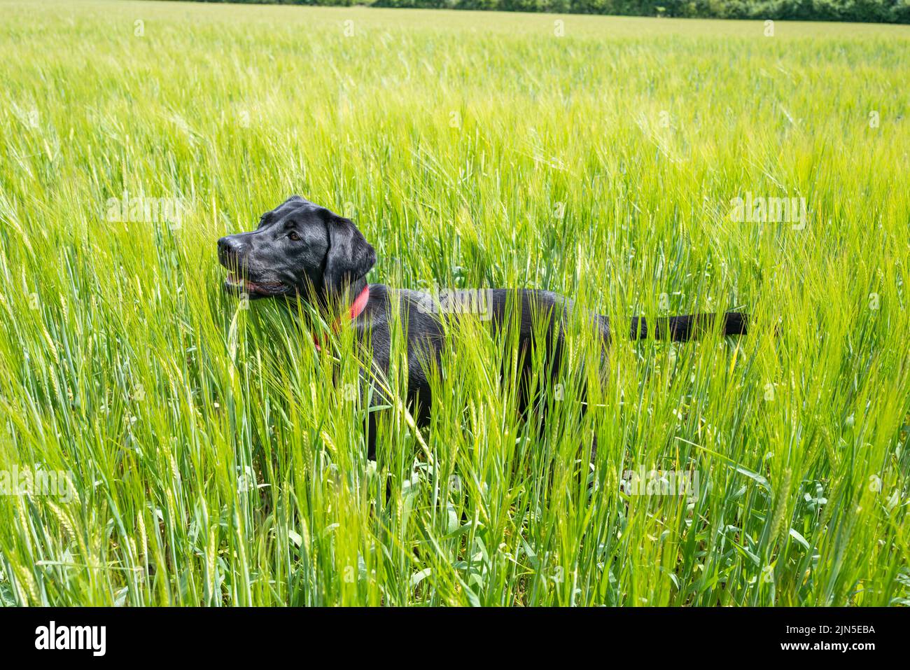 Field labrador hi-res stock photography and images - Alamy