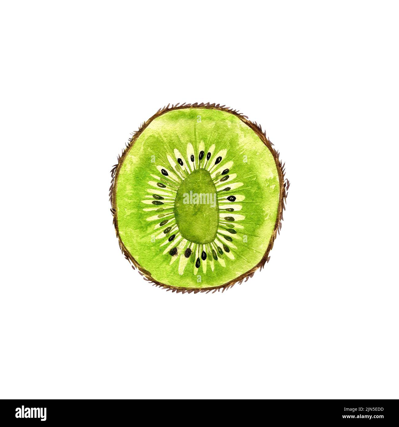 Kiwi slices illustrations isolated on white background. Fresh, tropical citrus fruit sliced ...