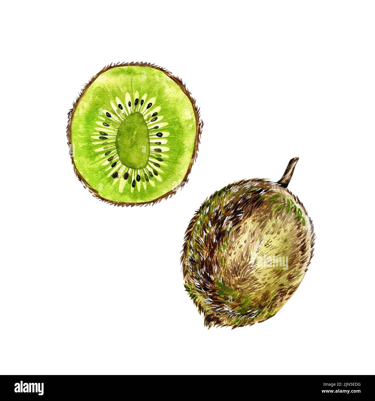 Kiwi slices illustrations isolated on white background. Fresh, tropical ...