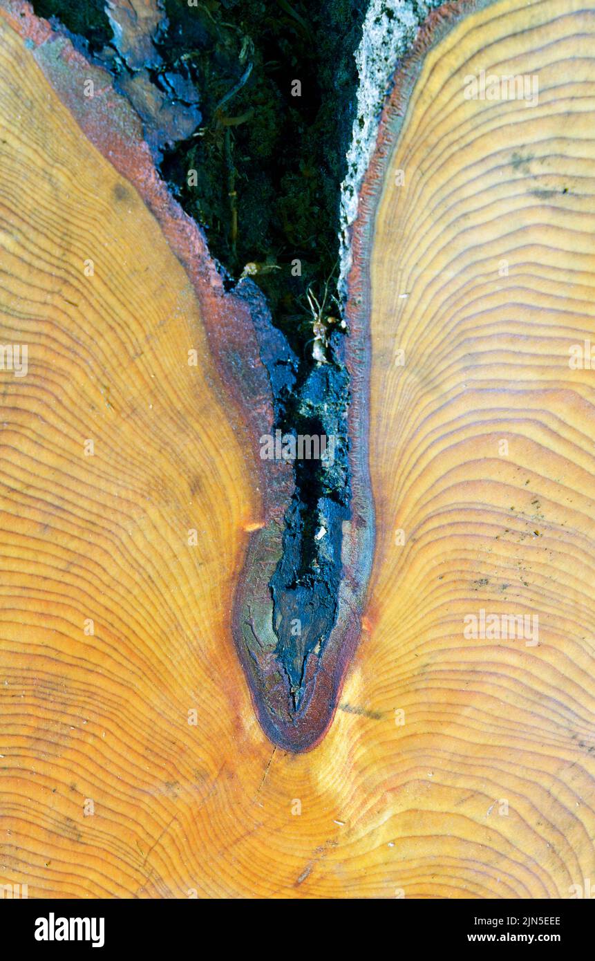 annular rings on recently felled tree trunk Stock Photo - Alamy
