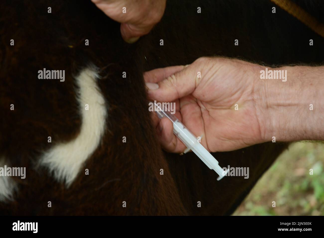 Castration bull hi-res stock photography and images - Alamy