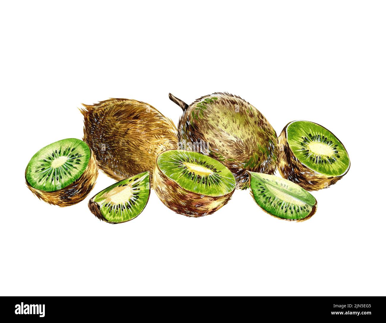 Kiwi slices illustrations isolated on white background. Fresh, tropical ...