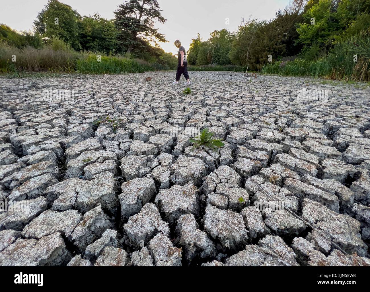 DROUGHT LONDON © Jeff Moore A pond has dried up and conkers have ...