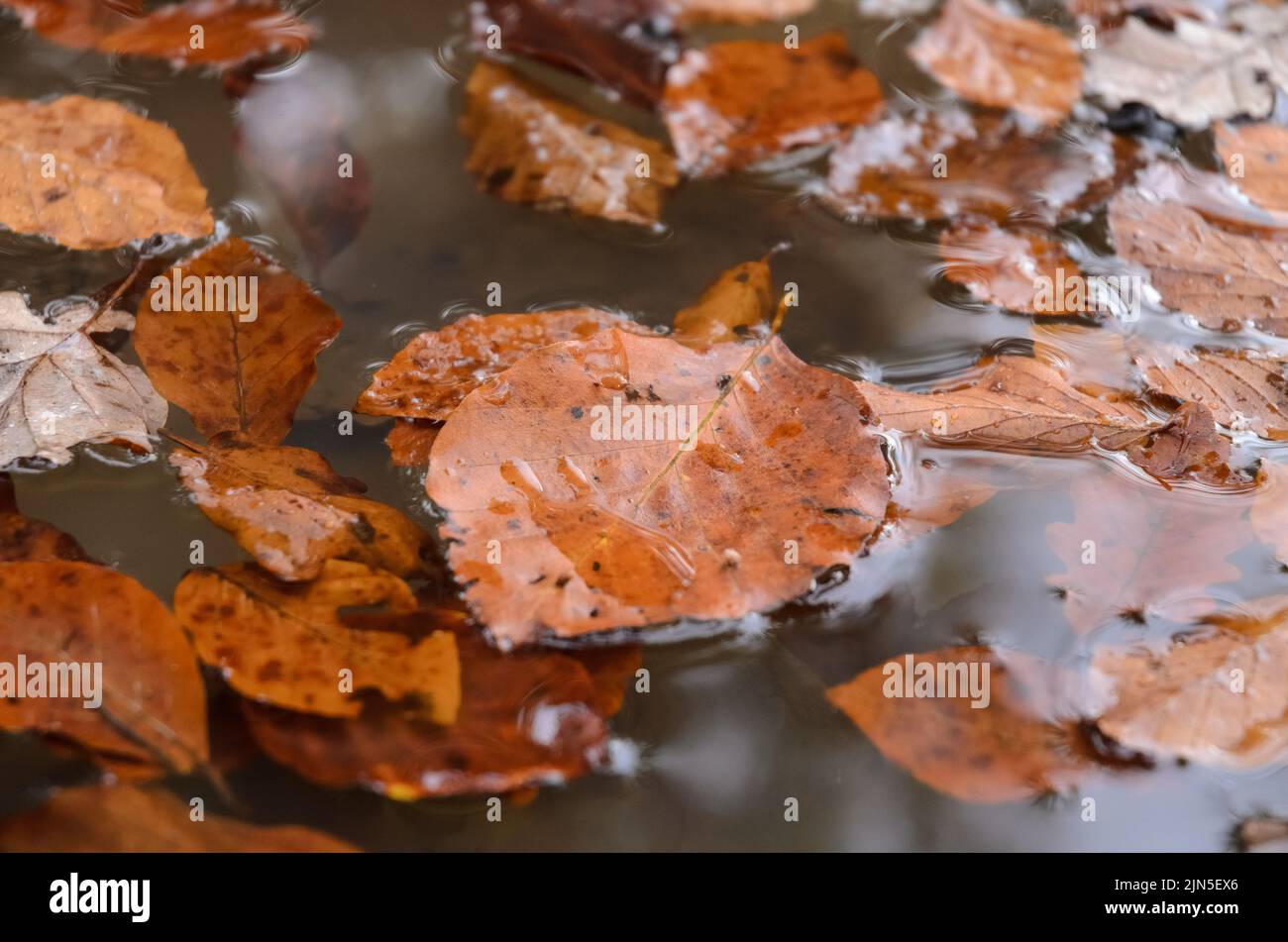 Brown leaves of the Common beech (Fagus sylvatica) in a puddle of water ...