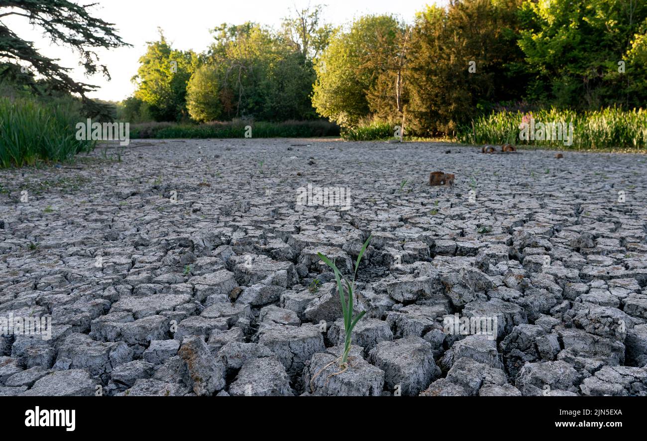 DROUGHT LONDON © Jeff Moore A pond has dried up and conkers have ...