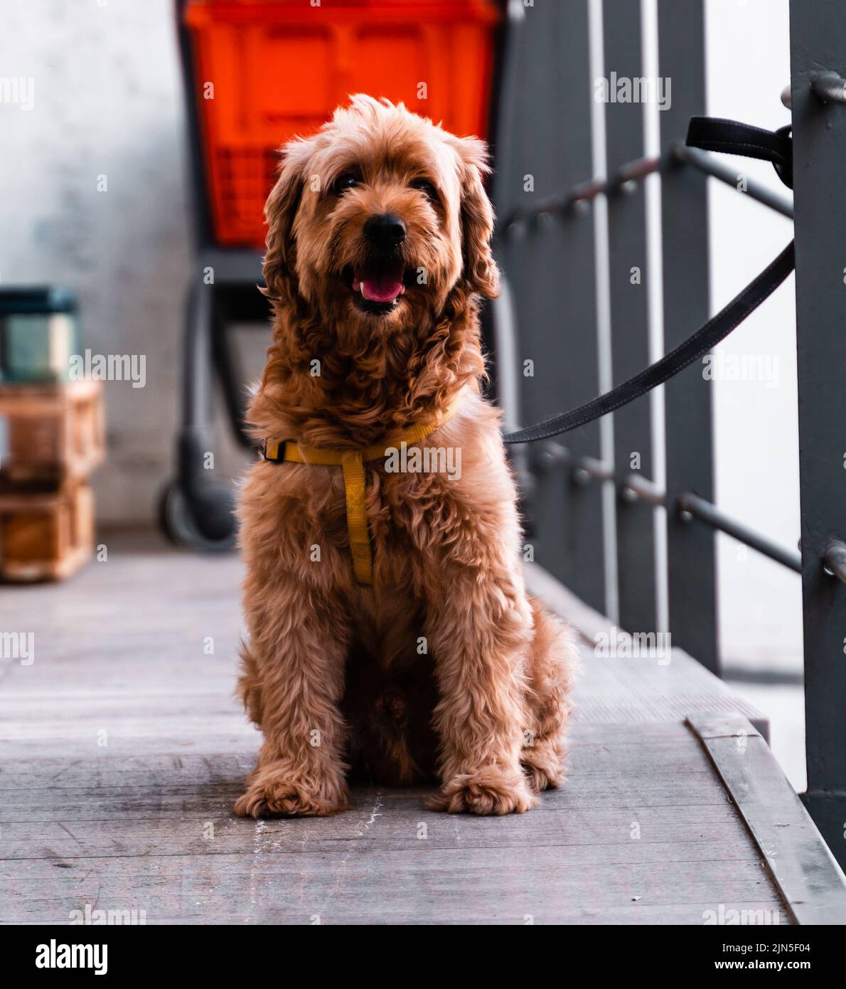 A furry labradoodle sitting on a wooden ground by the railings Stock ...