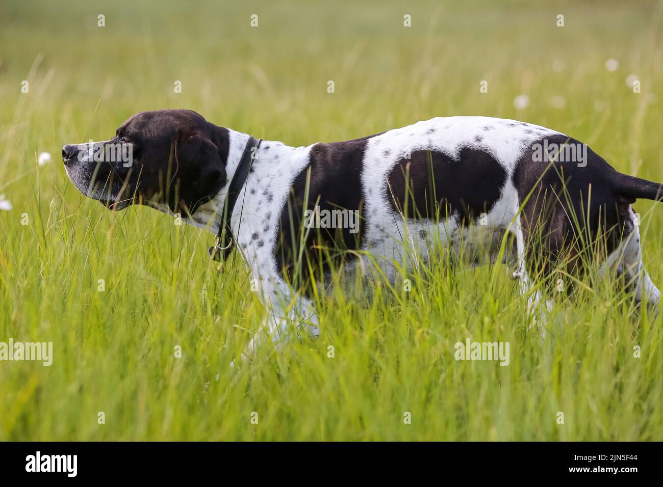 Dog english pointer hunting in the swamp Stock Photo - Alamy