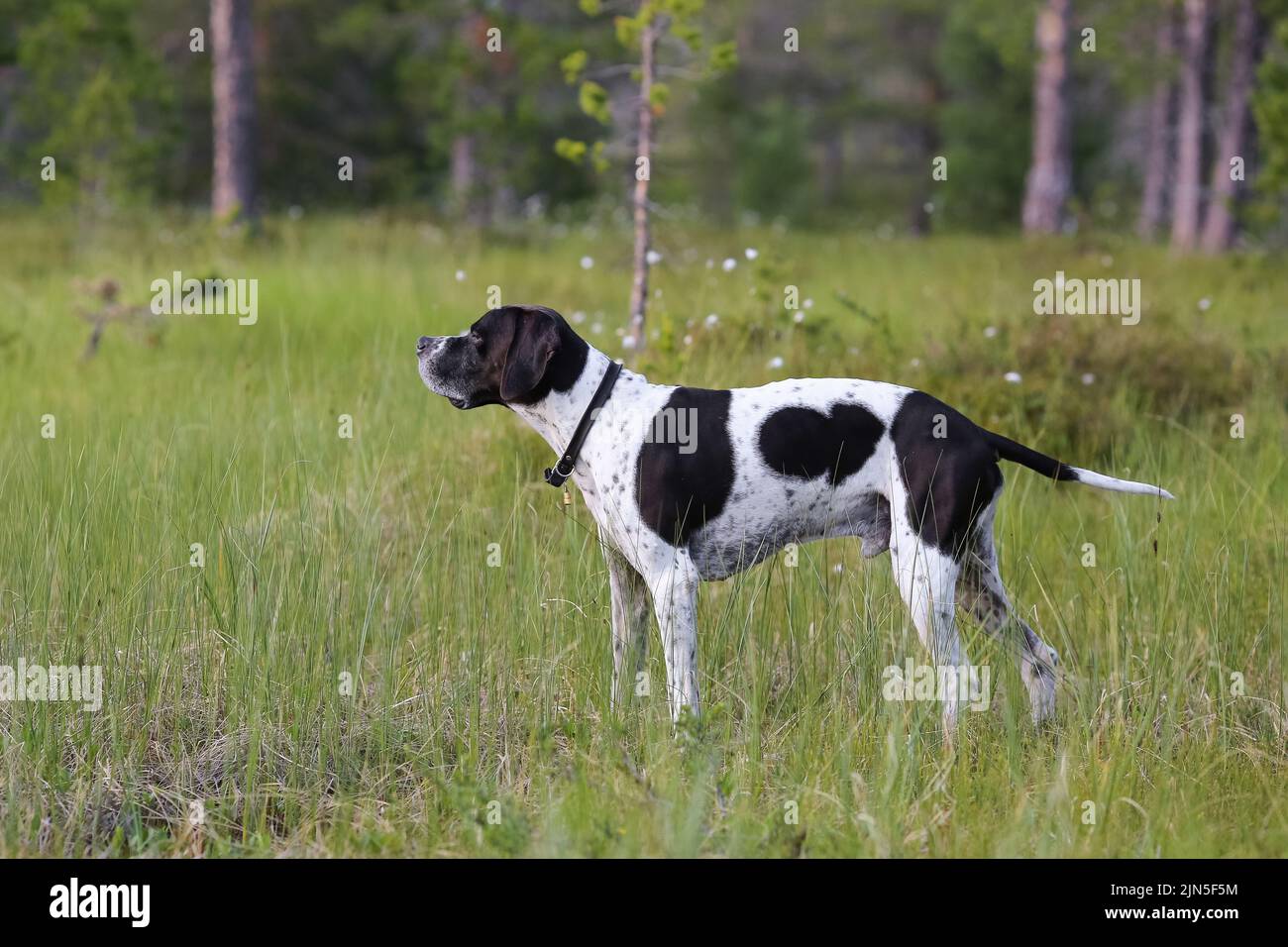 Dog english pointer standing in the forest Stock Photo - Alamy