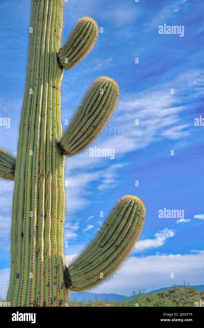Close-up of a saguaro cactus with four arms at Sabino Canyon State Park ...
