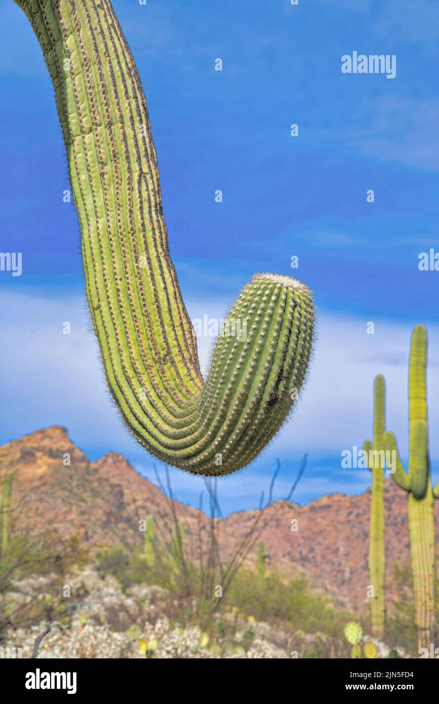 Curved cactus branches hi-res stock photography and images - Alamy