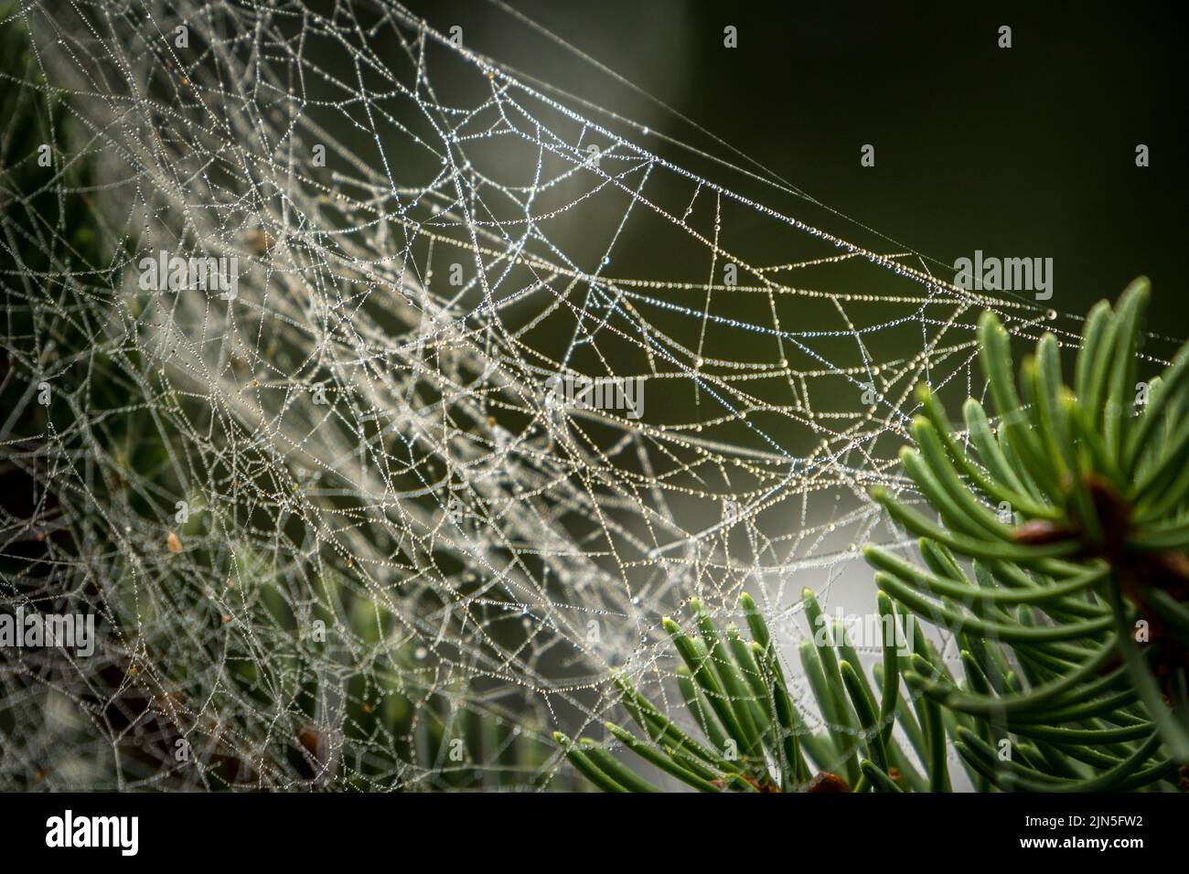 Cobweb on fir tree hi-res stock photography and images - Alamy