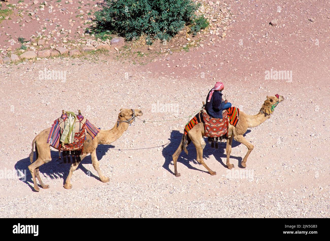 Jordan, Petra, camel driver Stock Photo - Alamy