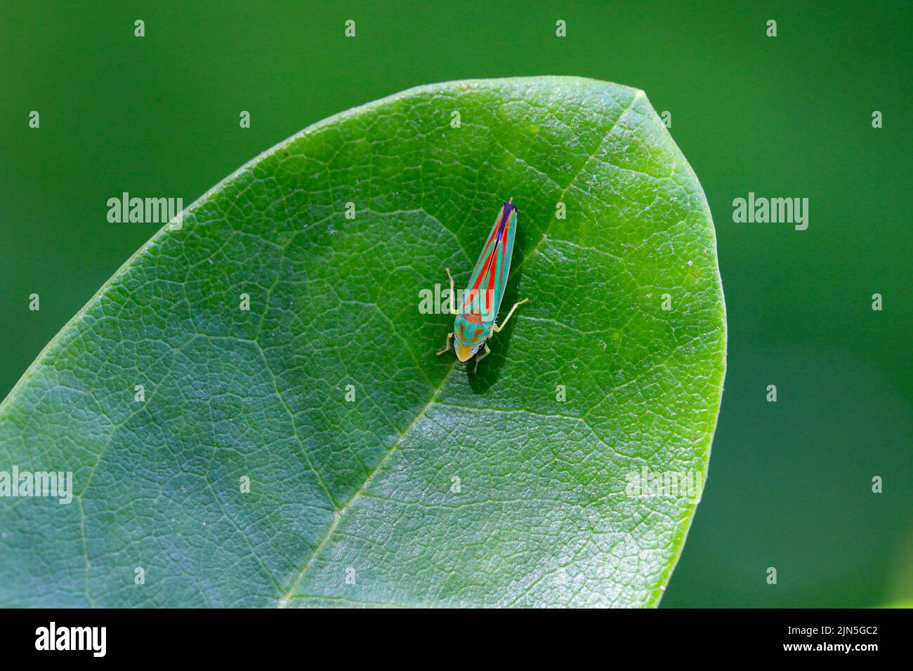 Rhododendron leafhopper (Graphocephala fennahi) adult on a rhododendron ...