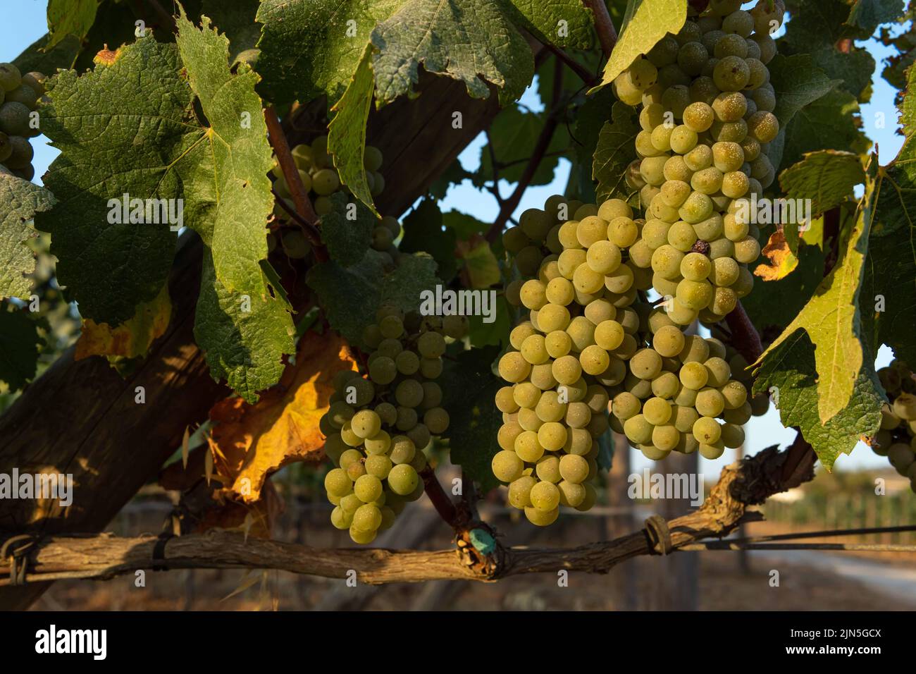 Vineyard vines with green grapes before being harvested by farmers, in ...
