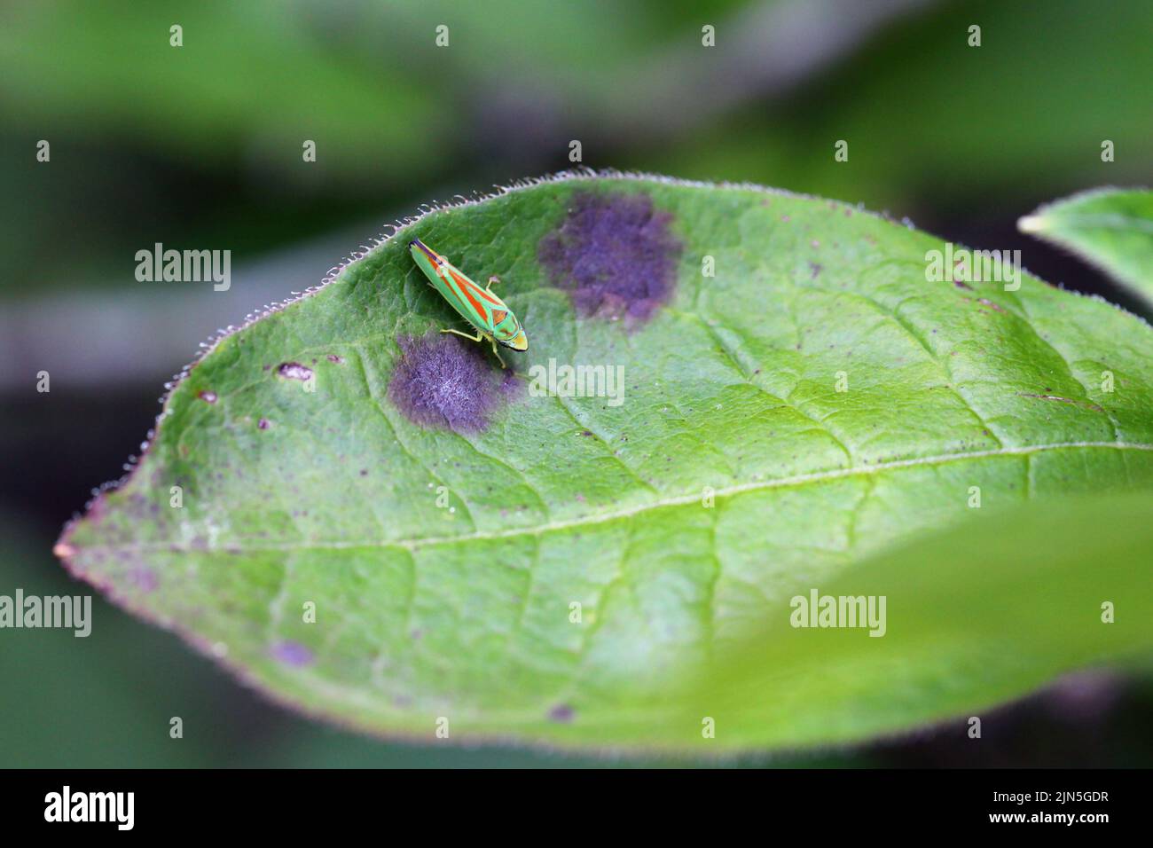 Rhododendron leafhopper (Graphocephala fennahi) adult on a rhododendron ...