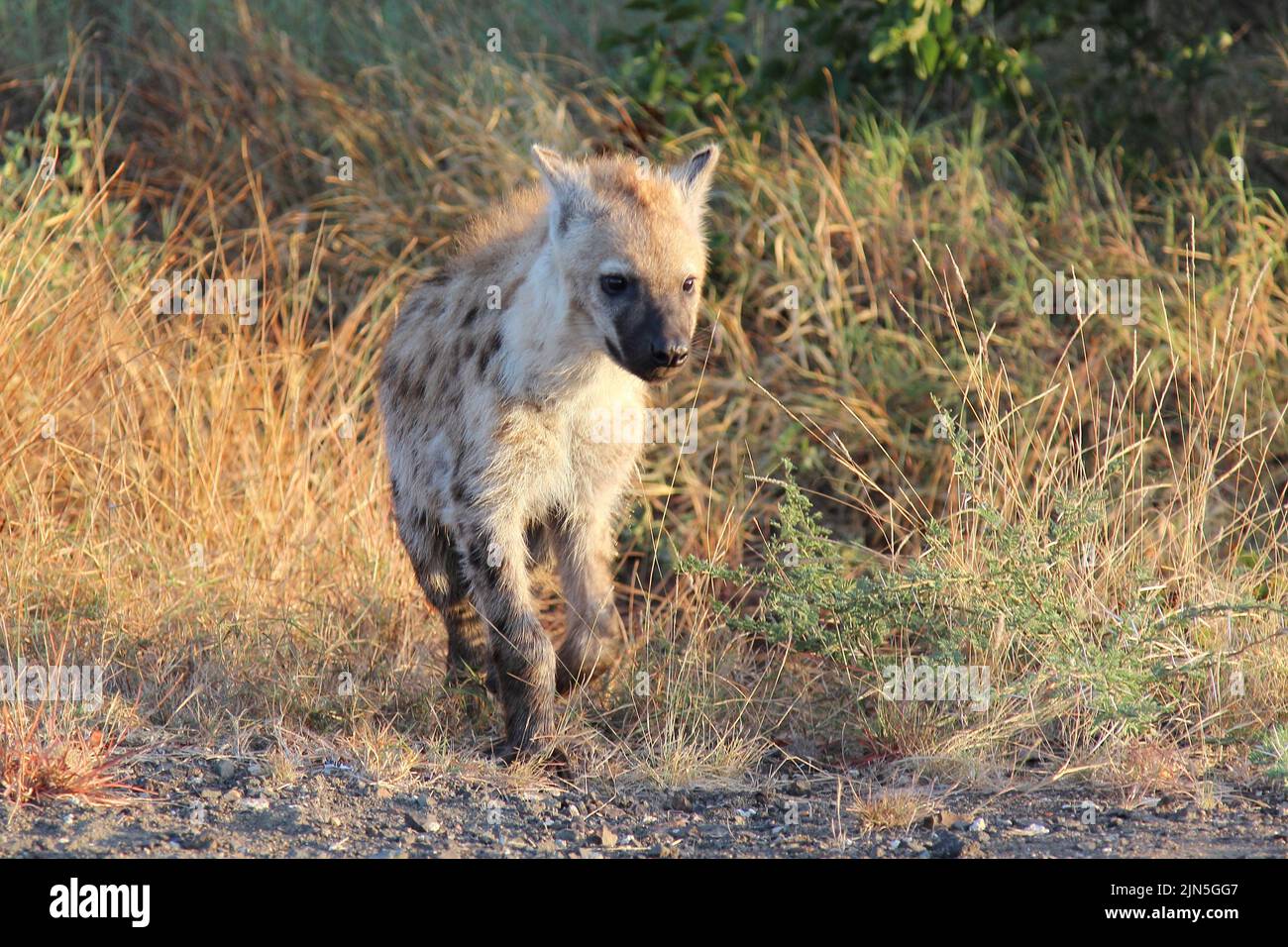 Tüpfelhyäne / Spotted hyaena / Crocuta crocuta Stock Photo - Alamy