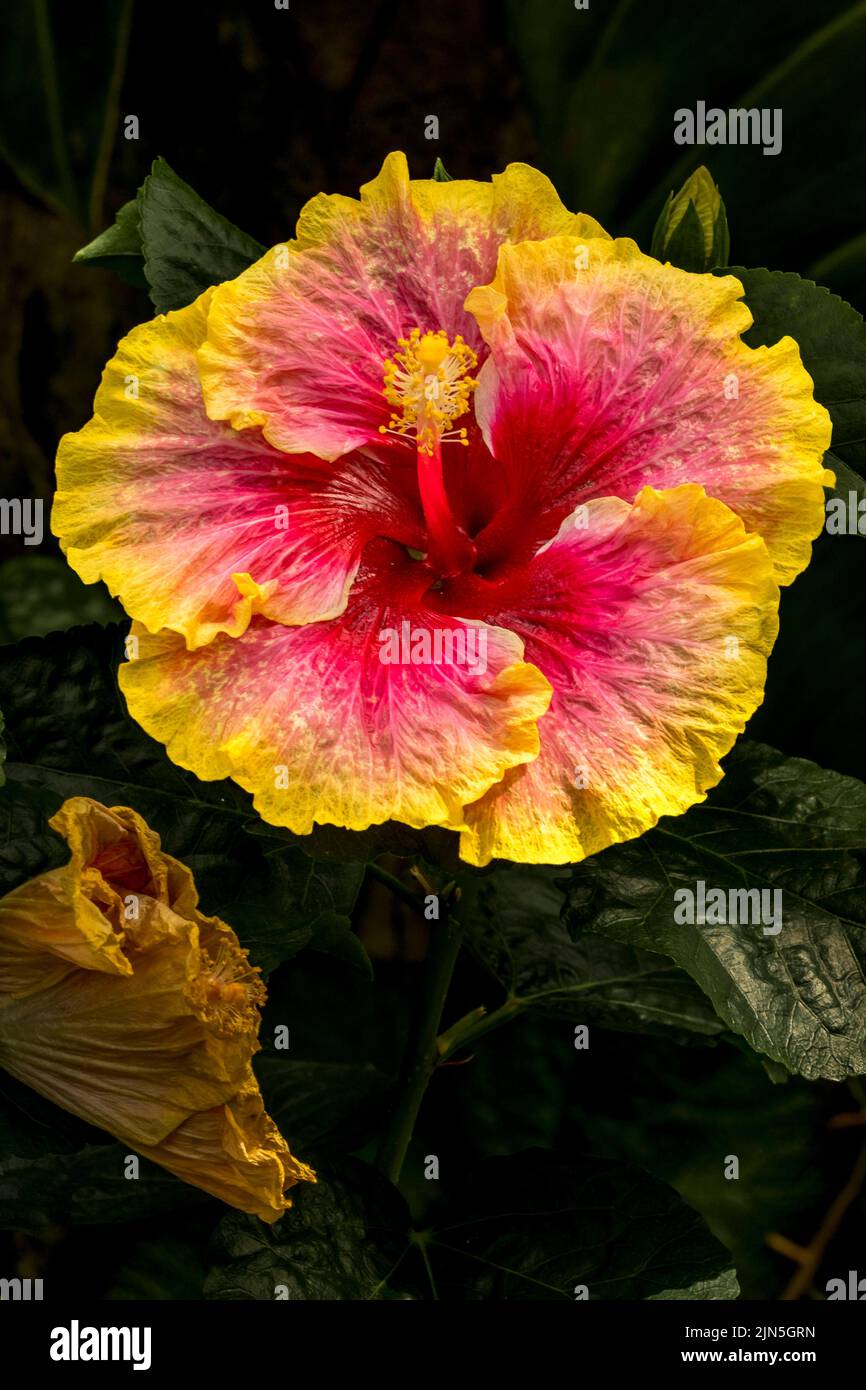 Chinese Hibiscus, Rosa Sinensis, Simple Pleasures Stock Photo - Alamy