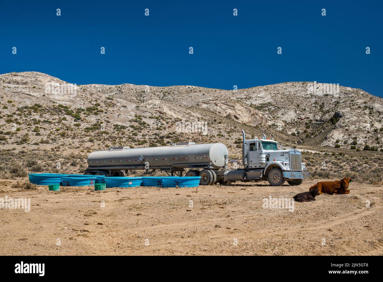Water tanker semi trailer truck, delivering water to cattle in Water ...
