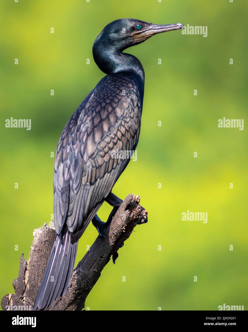 indian cormorant or Indian shag or Phalacrocorax fuscicollis portrait ...
