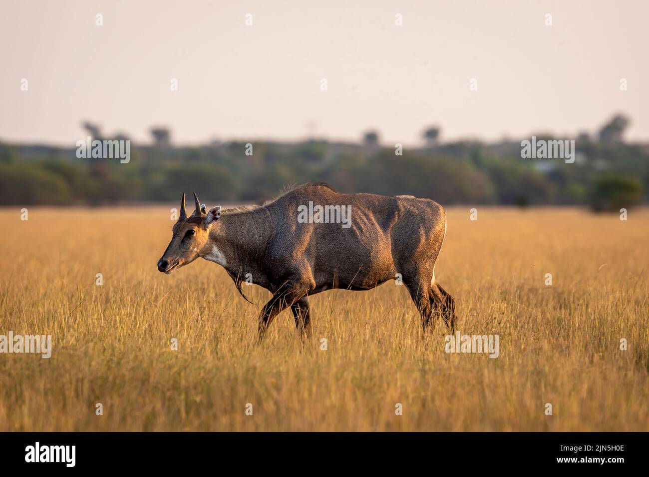 wild male nilgai or blue bull or Boselaphus tragocamelus an asian ...