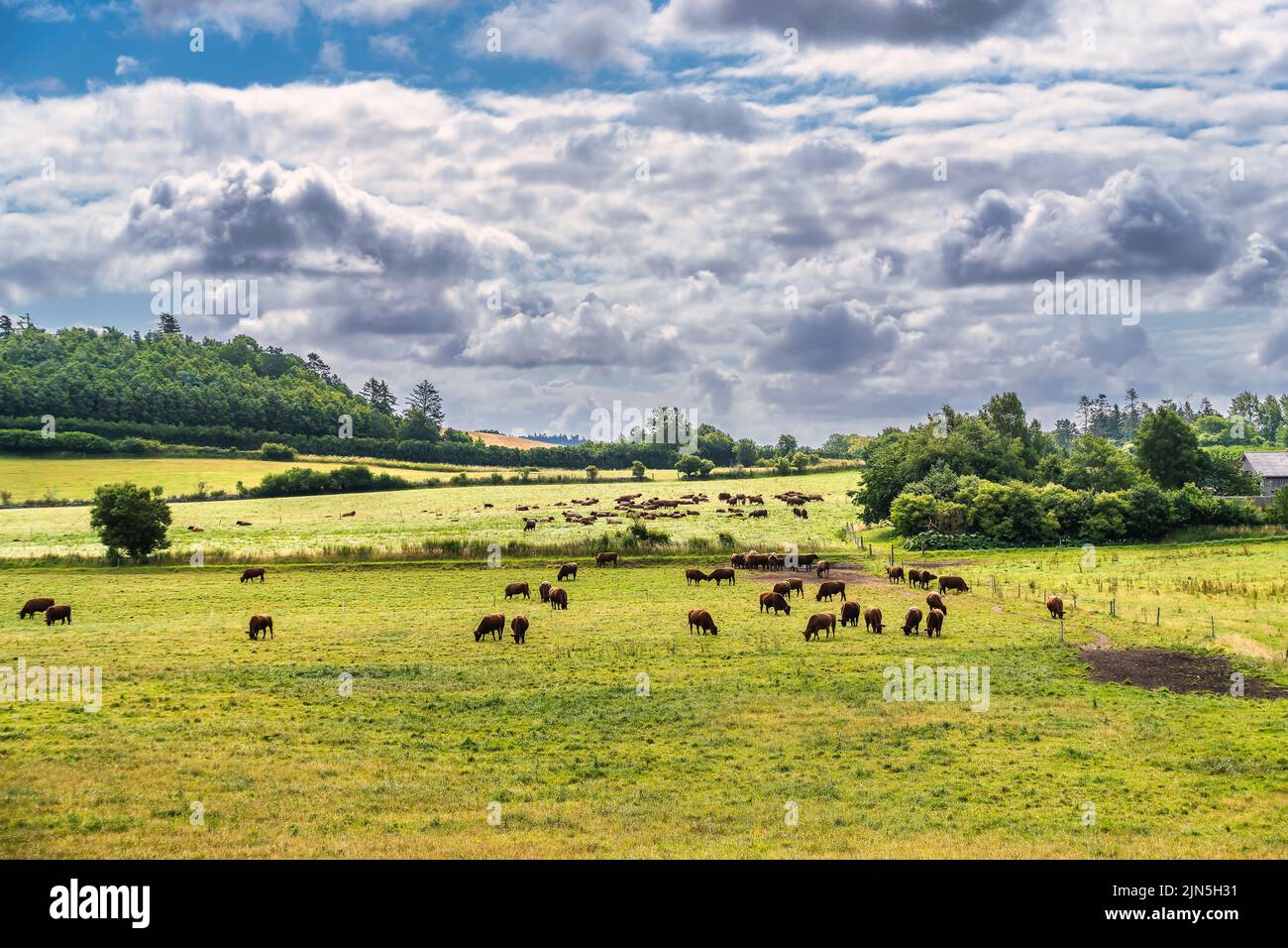Cows farm in rural Funen, Denmark Stock Photo - Alamy