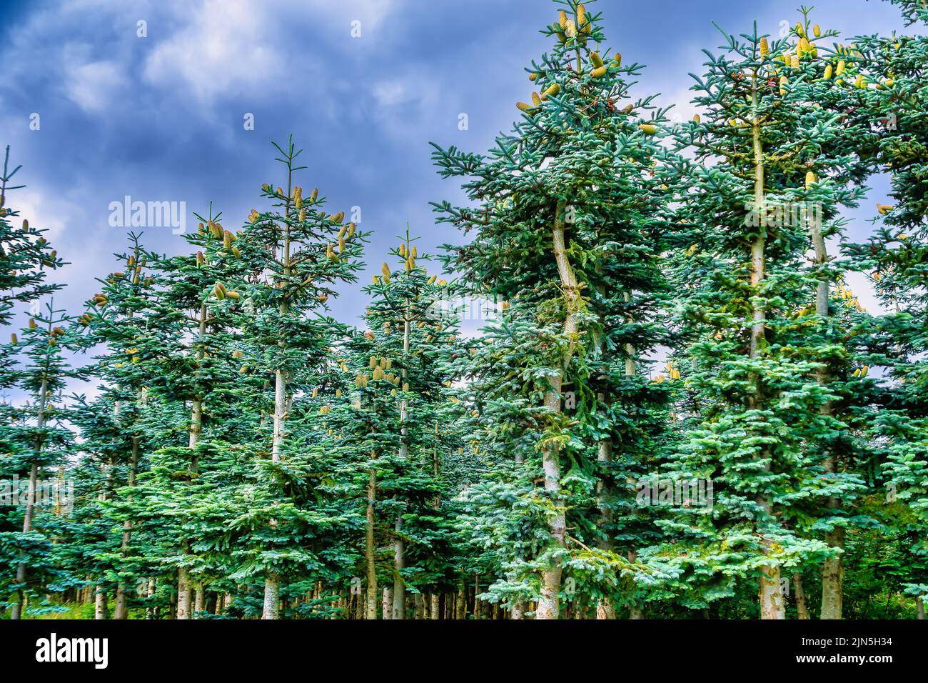 Pinetrees in a small plantation on Funen, Denmark Stock Photo - Alamy